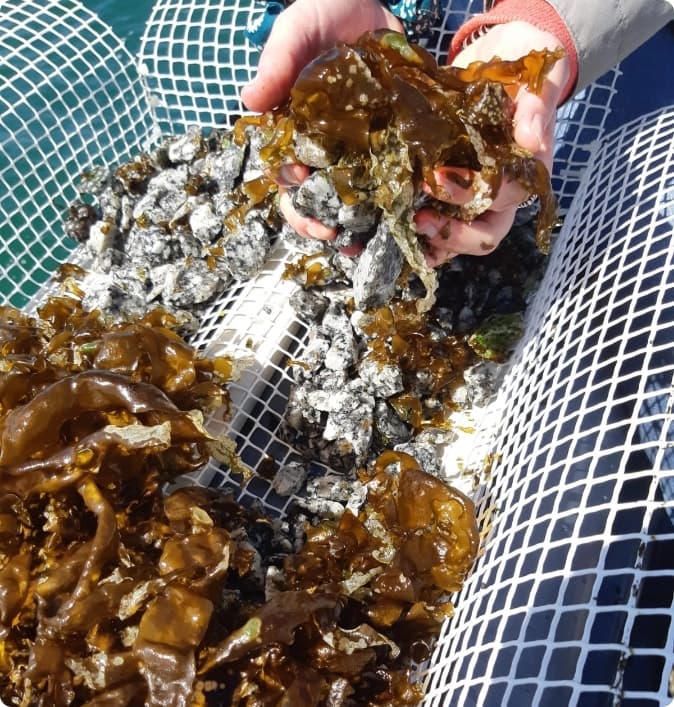 Mossy Earth Innovation Grant Programme