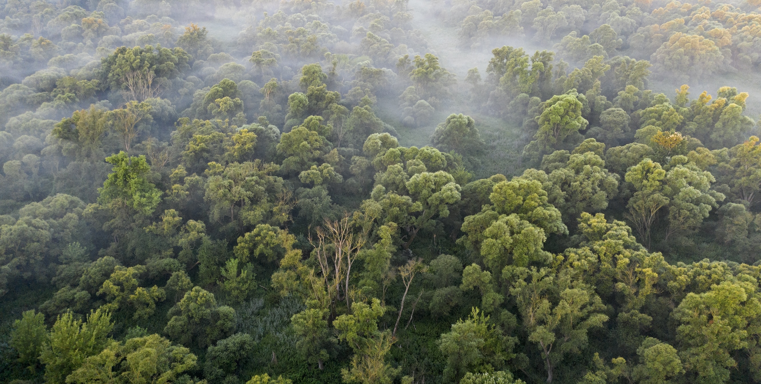 Mossy Earth: Rewilding Gift Membership