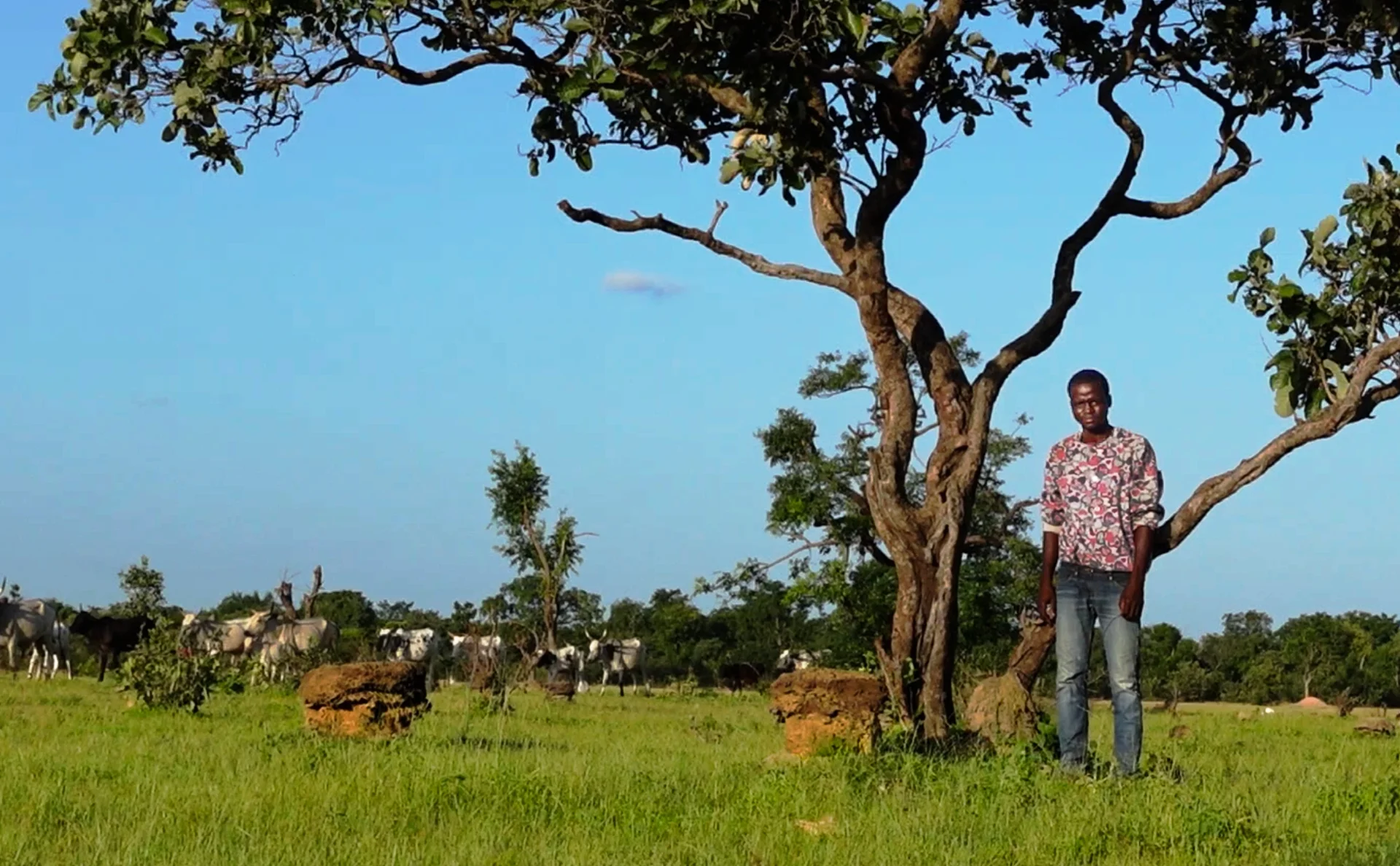 Mossy Earth Innovation Programme